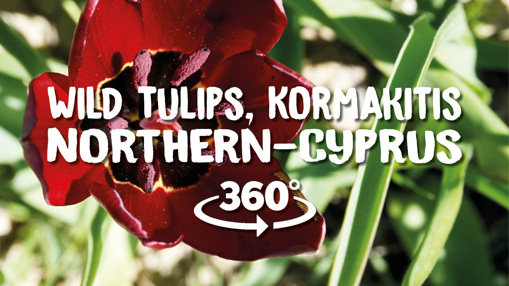 360° Video Wilde tulpen, Kormakitis, Noord-Cyprus | REiSREPORT